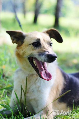 Собака Мия очень хочет найти семью