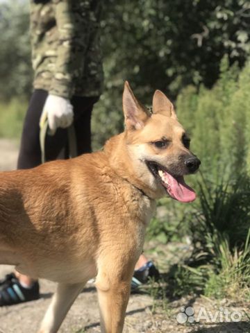 Маленькая позитивная собака-солнышко