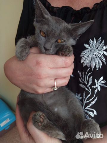 Кошка