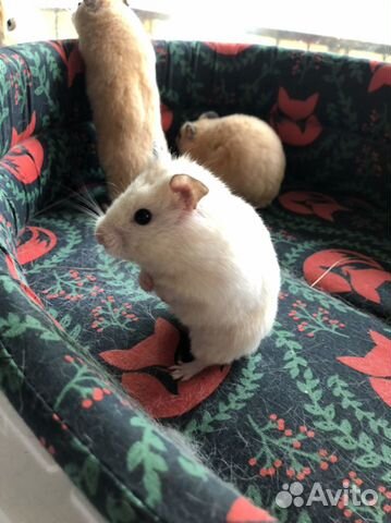 Отдам в дар сирийских хомяков