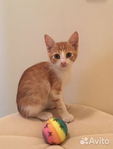 Котята бесплатно