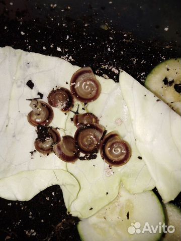 Караколусы