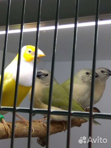 Амадины Гульда 3 птенца