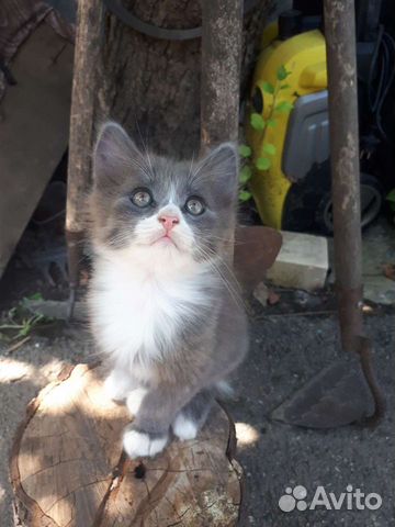 Котёнок в добрые руки