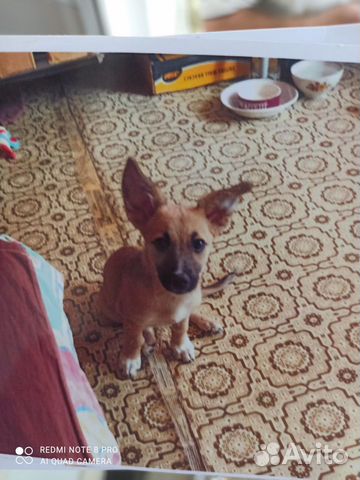 Ищет дом щенок мелкой Собачки Викки