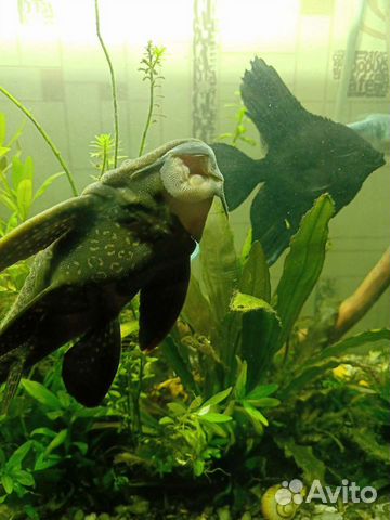 Птеригоплихт