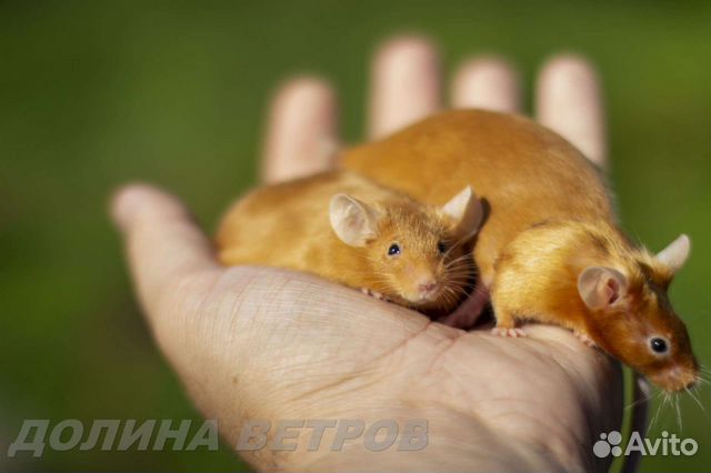 Декоративные мыши красные рексы и сатины