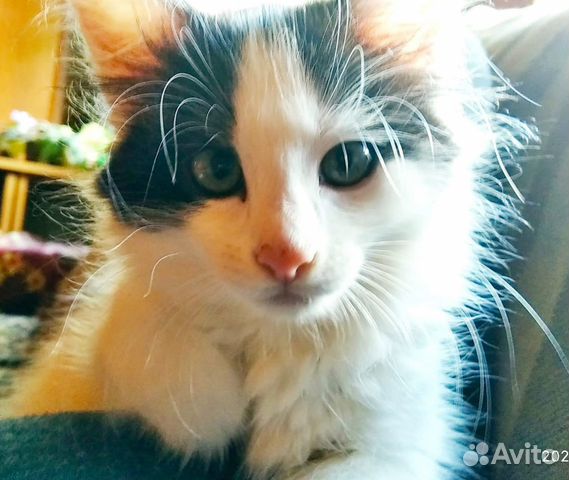 Трехцветная красавица