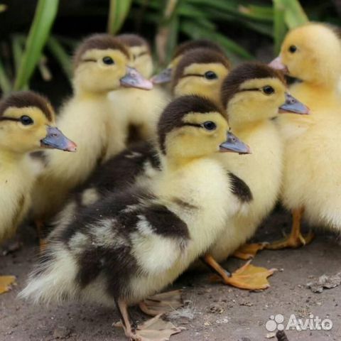 Суточные индоутята