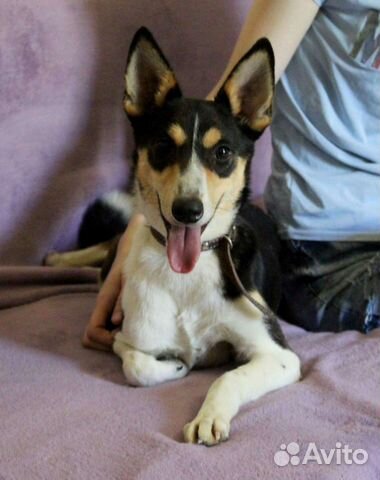 Собачка Фея в добрые руки