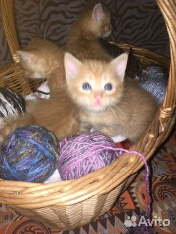 Котята мальчики