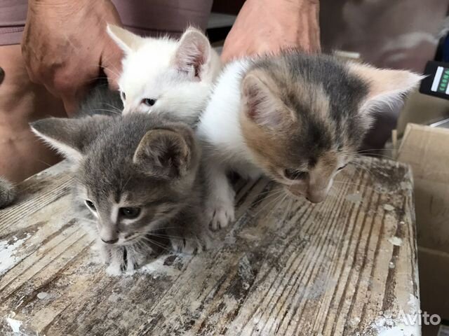 Котики бесплатно в добрые руки