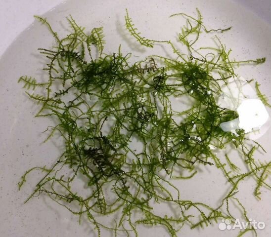 Аквариумные растения прополка, бесплатно