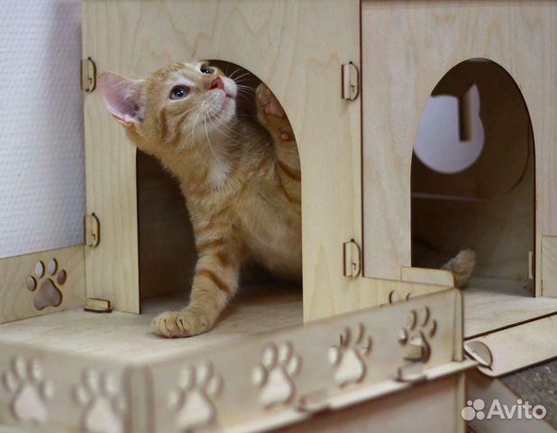 Рыжий котенок озорник, мальчик 4 мес