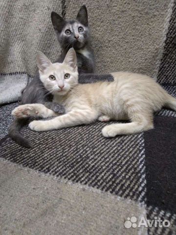 Котенок необычного окраса