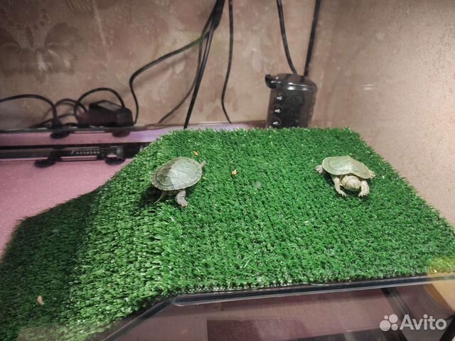 Черепашки красноухие