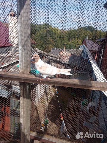 Иранский голубь