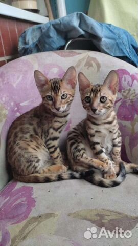 Бенгальские котята