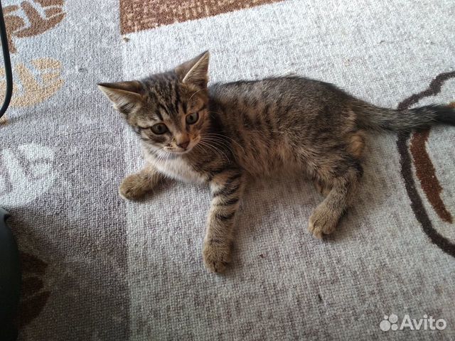 Отдам в хорошие руки котенка