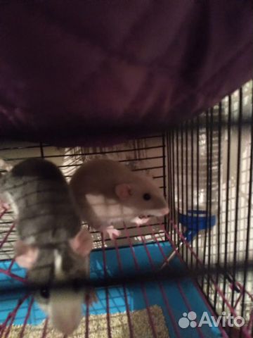 Продадим крысят дамбо (девочки)