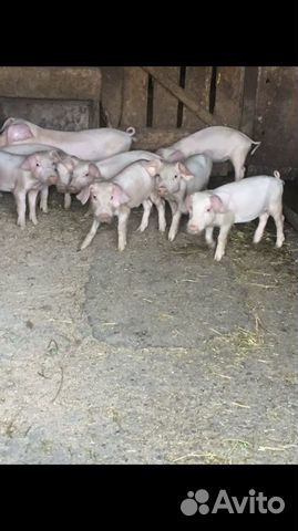 Поросенок ландрас