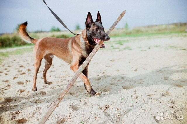 Бельгийская овчарка малинуа в дар, с опытом содерж
