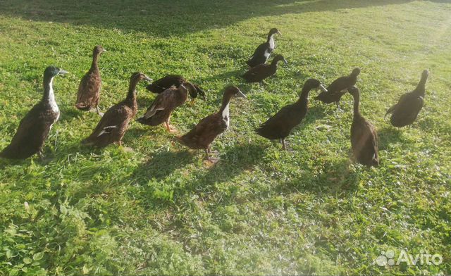 Утки индийский бегунок