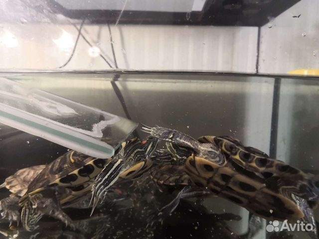 Красноухая черепаха с аквариумом