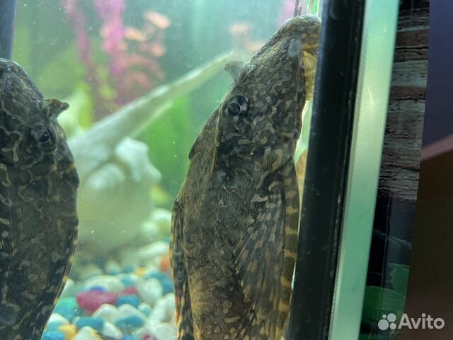 Аквариум 100 литров