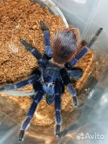 Паук птицеед Pterinopelma Sazimai самка L8