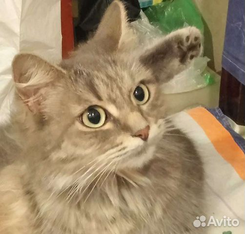 Простая, но непростая кошка