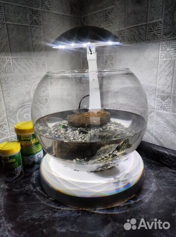 Черепашка с аквариумом