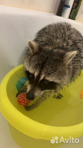 Енот полоскун