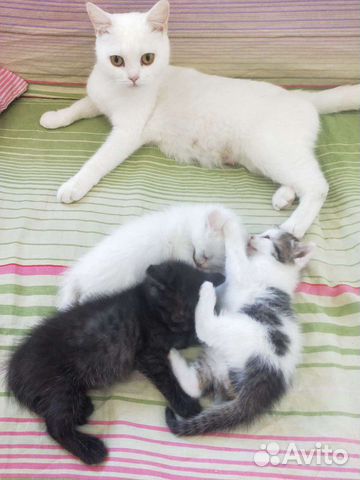 Кошки в добрые руки
