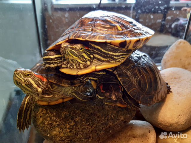Отдадим в хорошие руки двух красноухих черепах