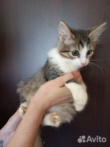 Котятки девочки 3,5-4 месяца