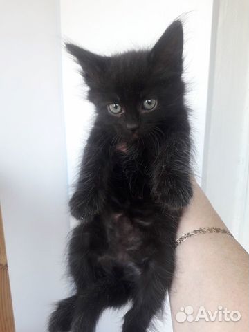 Маленький котенок-девочка,1,6 мес