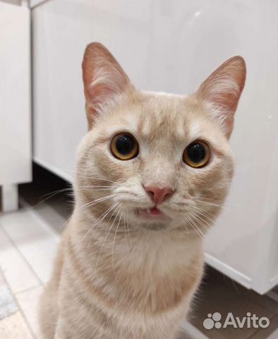 Очаровака Персик в дар