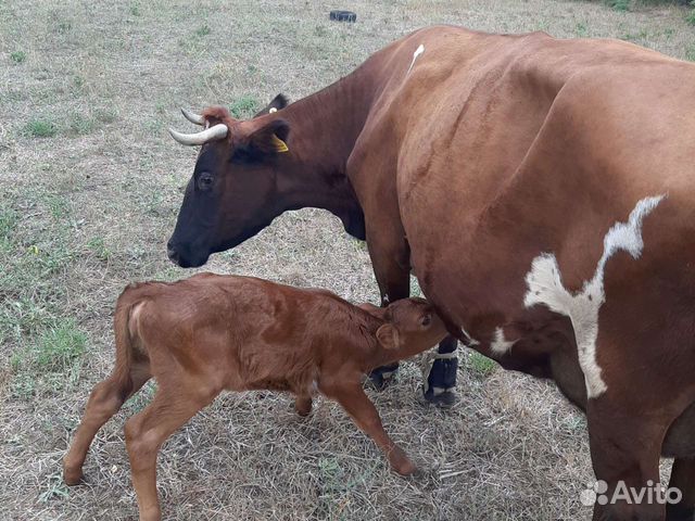 Телка телочка