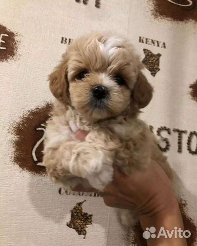 Мальтипу Ф1 Мальчик Ирис-карамель