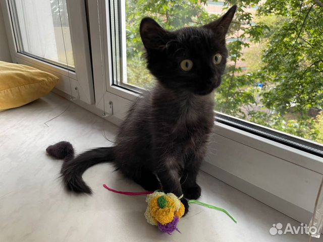 Котенок Кузя 2 мес ищет дом