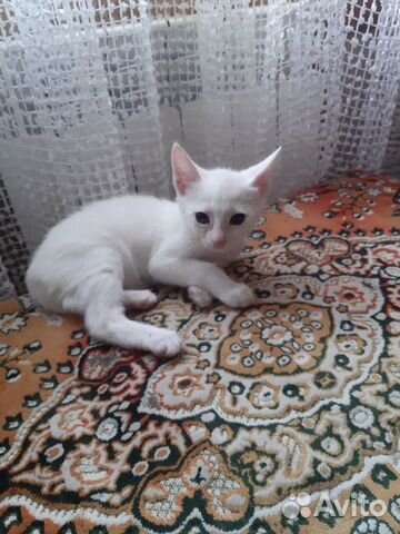 Кошечка белоснежка в добрые руки