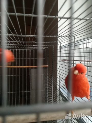 Канарейки и гибриды