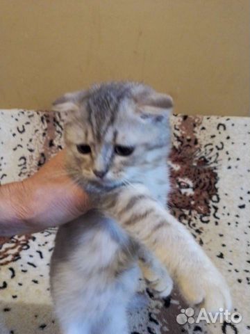 Шотландская вислоухая кошка