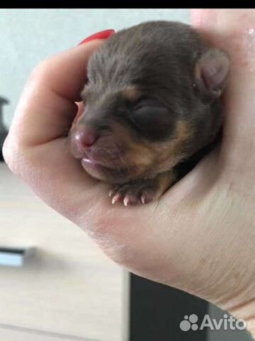 Мини той-терьер девочка оленёнок