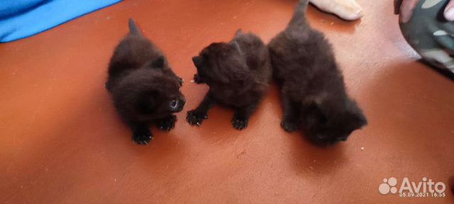 Отдадим котят в хорошие руки девочки мама сама кот