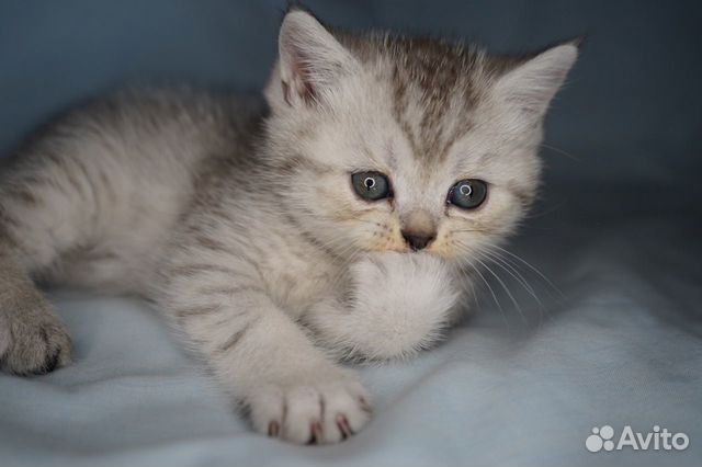 Британские котята