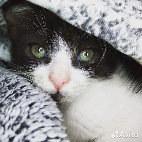 Принцесса Микко, 2 мес