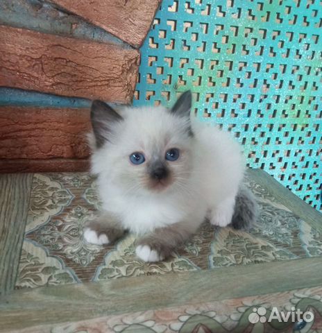 Три кота, три хвоста Котята рэгдолл, мальчики