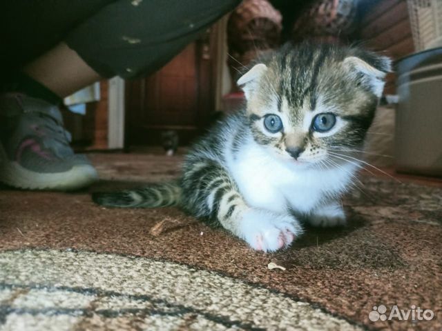 Котята В дар